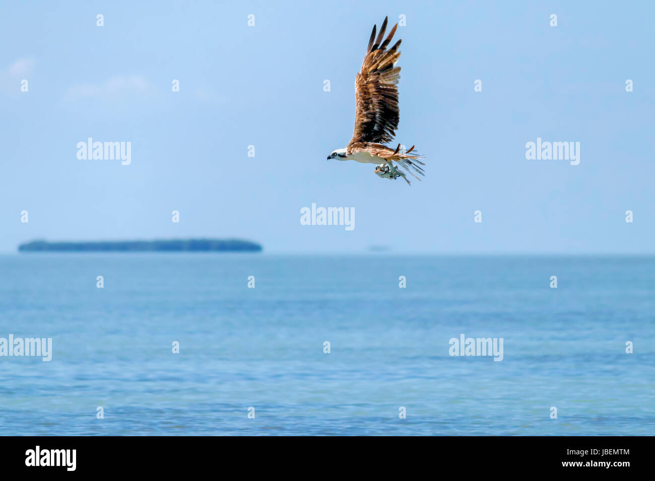 Osprey bird flying and fishing Stock Photo - Alamy