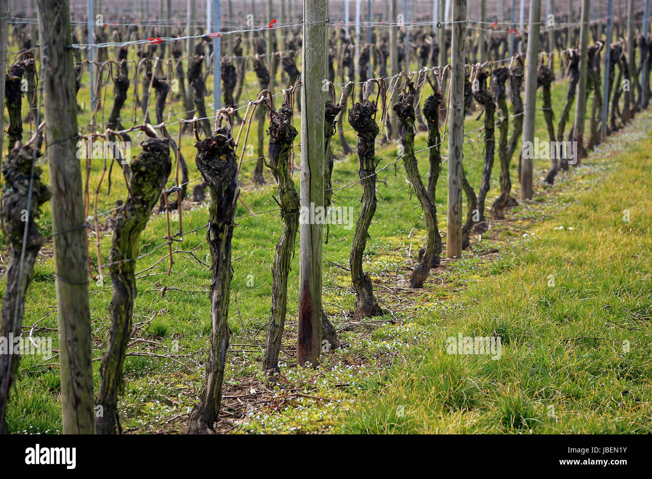 Fruchtrute hi-res stock photography and images - Alamy