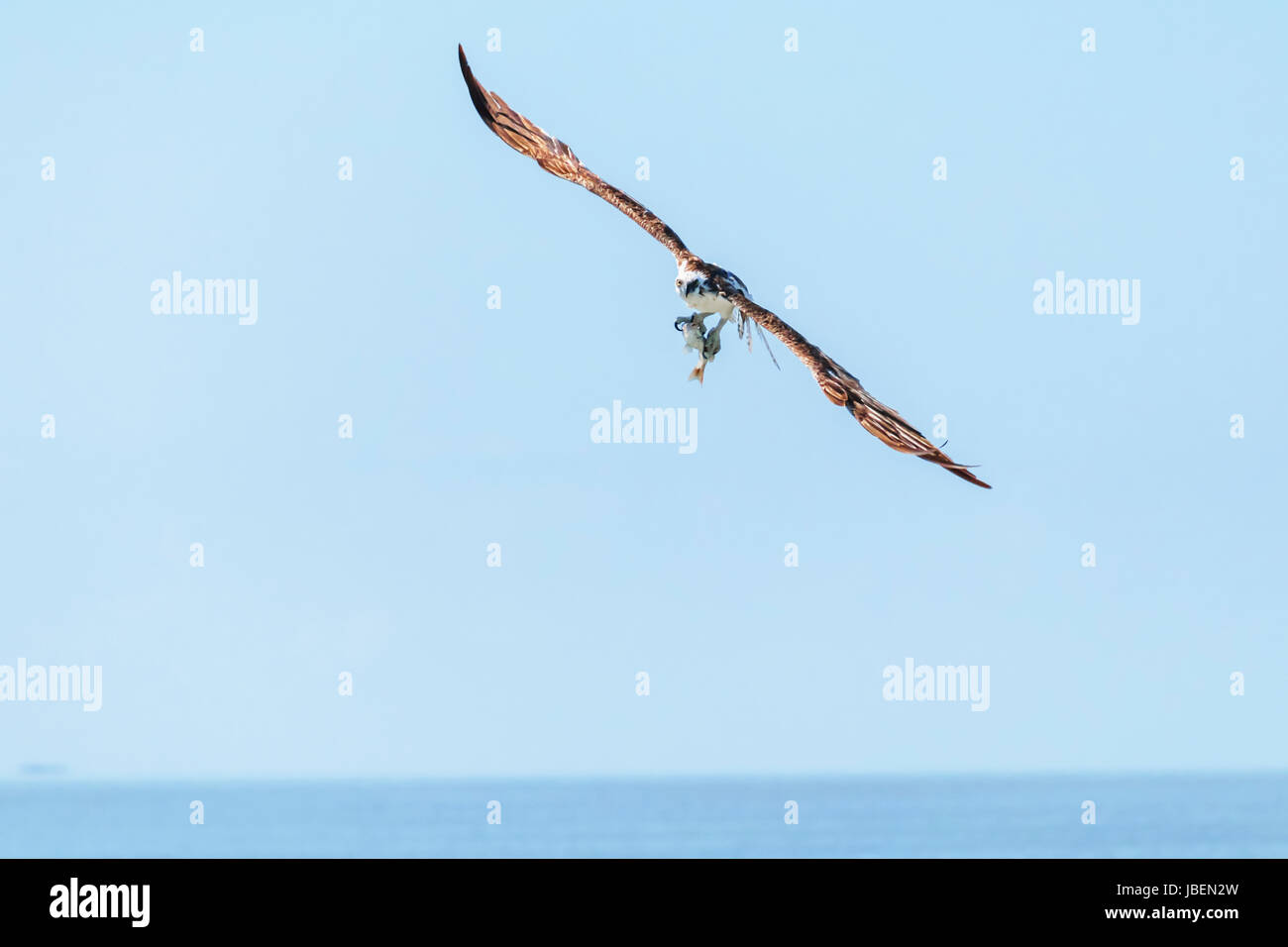 Osprey bird flying and fishing Stock Photo - Alamy