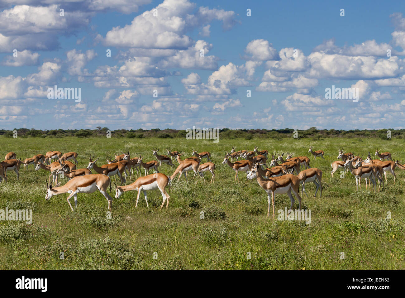 Herd of springboks at Etosha National Park, Namibia, Africa Stock Photo ...
