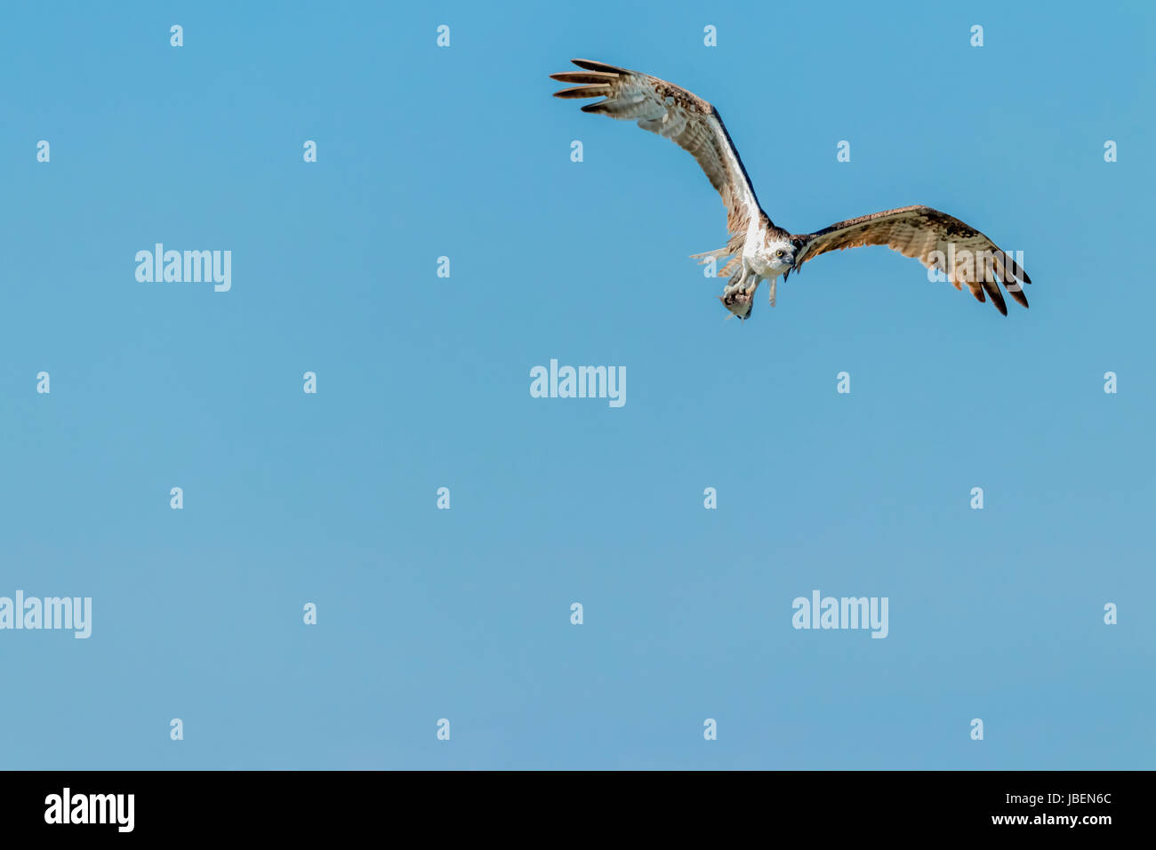 Osprey bird flying and fishing Stock Photo - Alamy