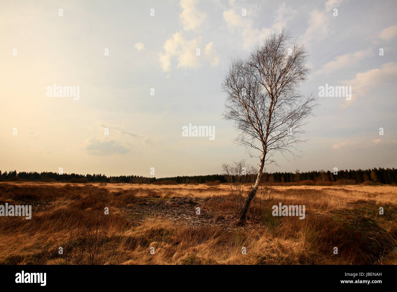 Hochmoor hohes venn eifel hi-res stock photography and images - Alamy