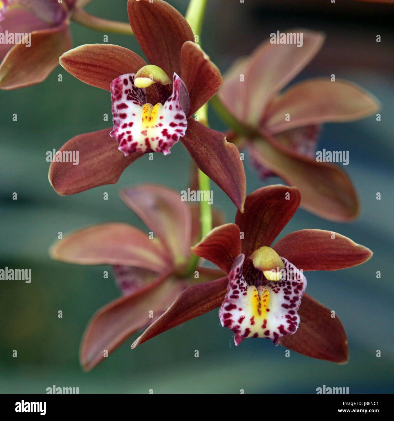 Purple cymbidium hi-res stock photography and images - Alamy