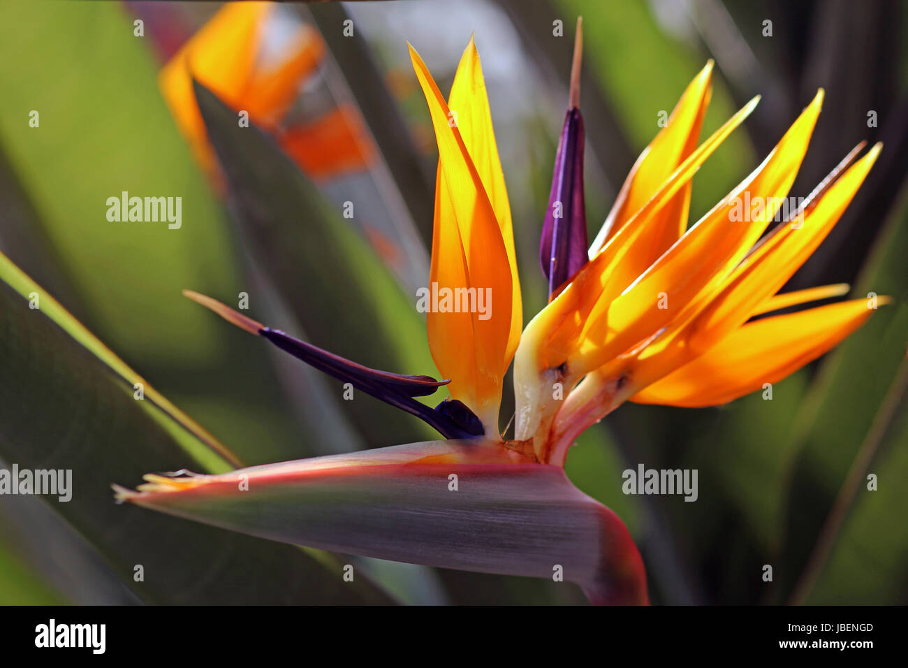 flower of the bird of paradise strelitzia reginae Stock Photo - Alamy