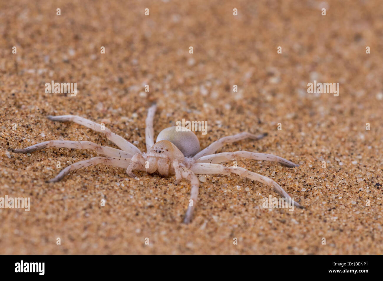 Desert spider hi-res stock photography and images - Alamy