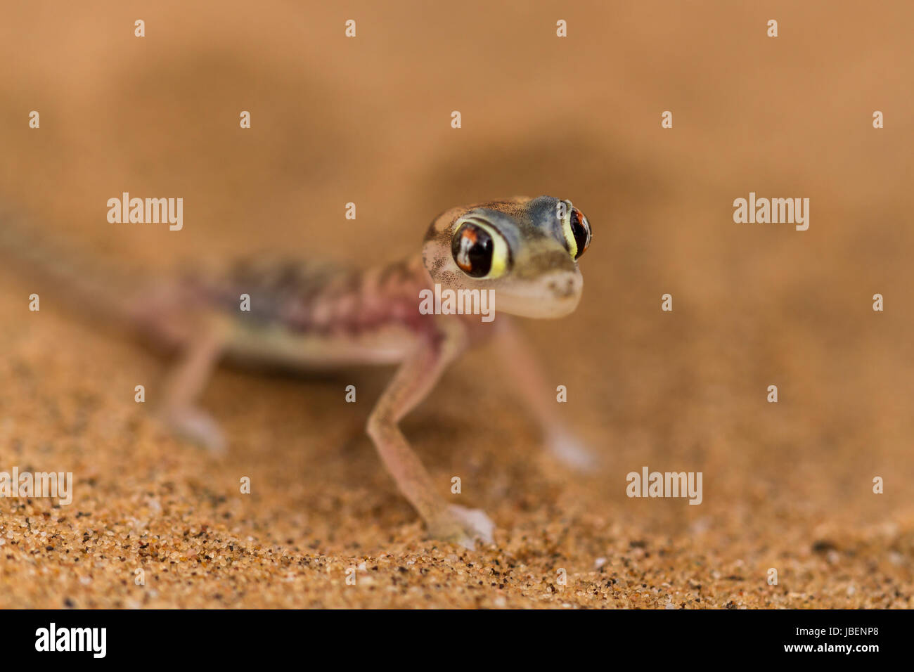 Desert gecko hi-res stock photography and images - Alamy