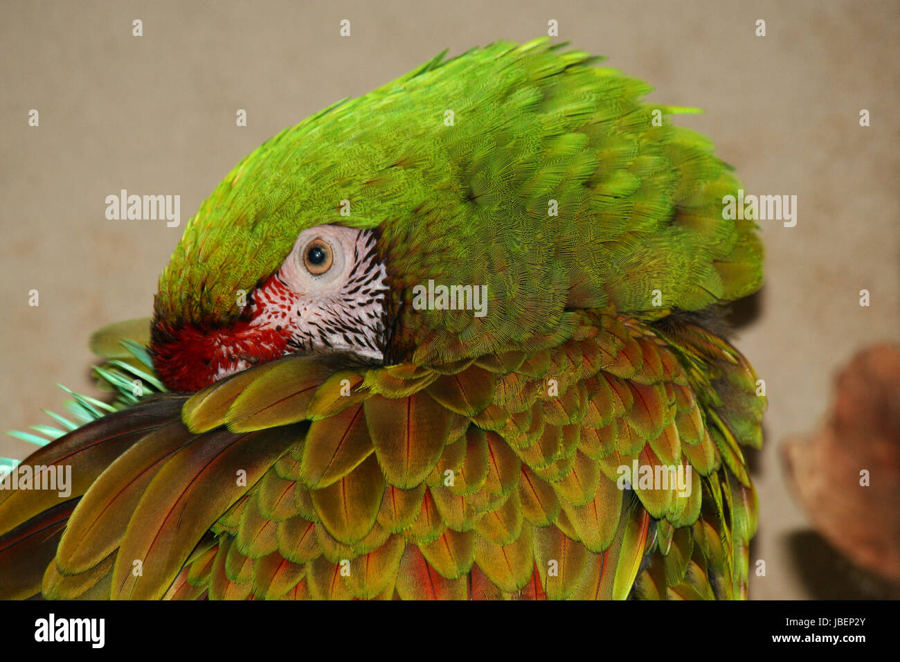 Military macaw hi-res stock photography and images - Alamy