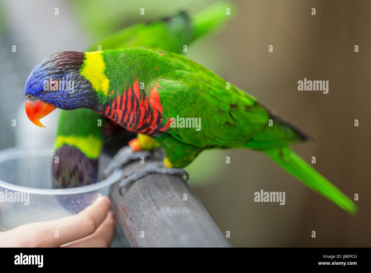 Red green lory parrots hi-res stock photography and images - Alamy
