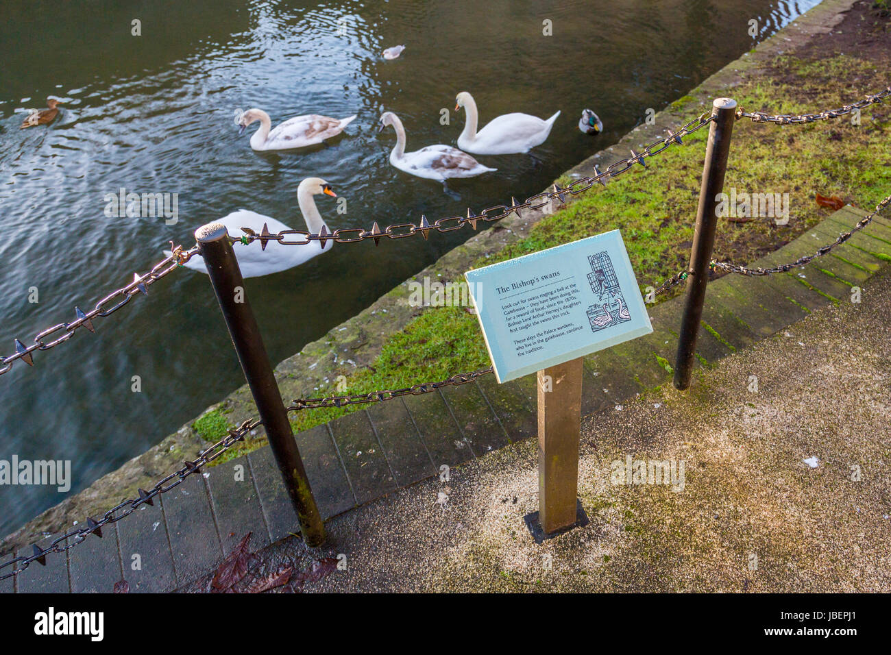 The swans that live on the Bishop's Palace moat have been trained to ...