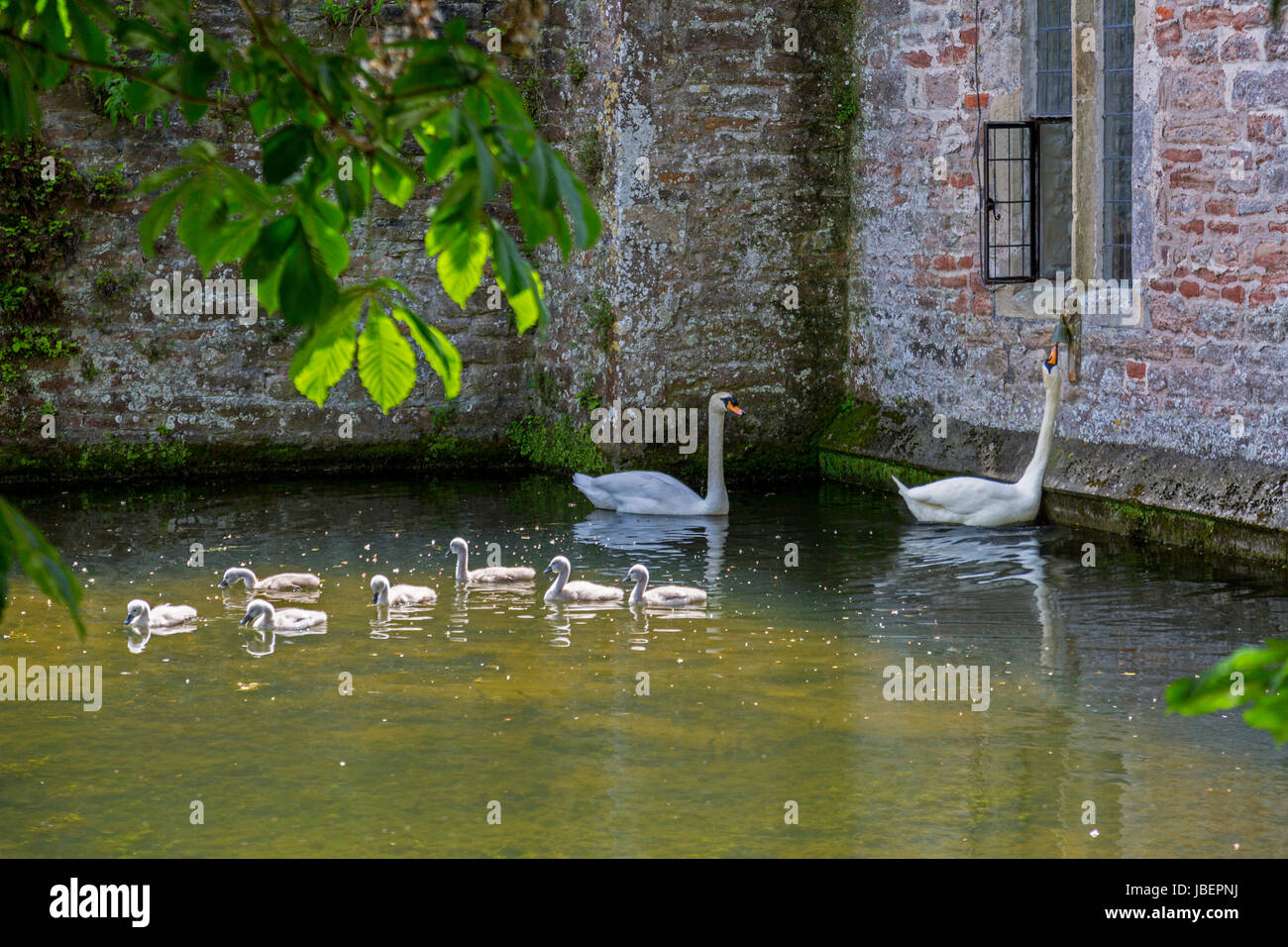 The swans that live on the Bishop's Palace moat have been trained to ...