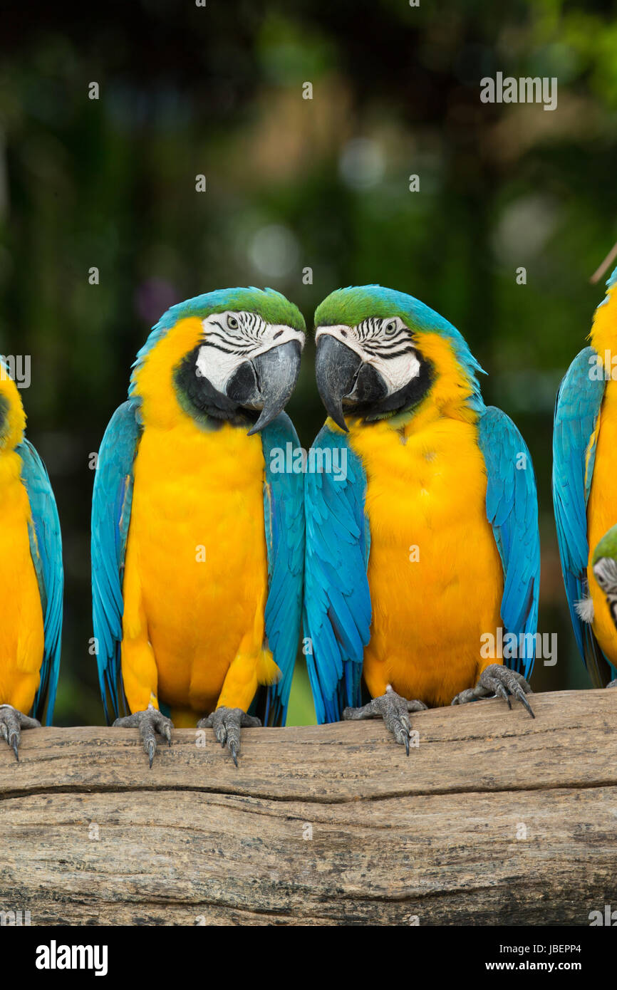 parrot bird sitting on the perch Stock Photo - Alamy