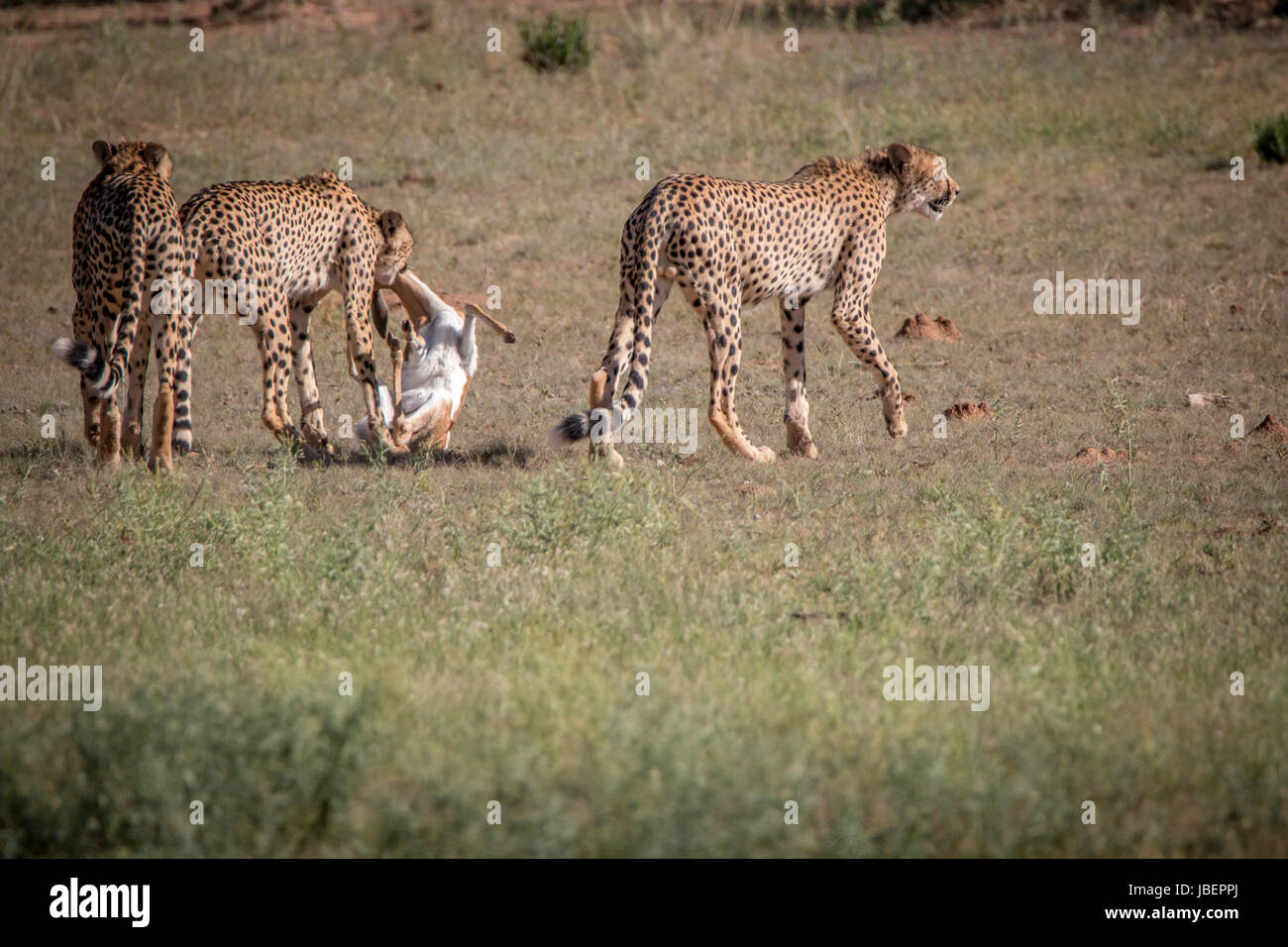 Cheetahs with a Springbok kill in the Kgalagadi Transfrontier Park ...
