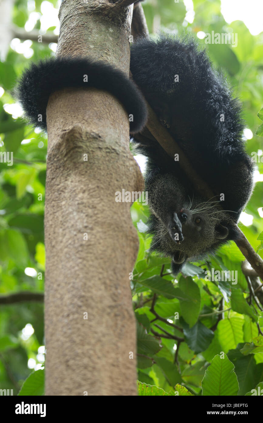 rare and amusing animal of binturong Stock Photo - Alamy