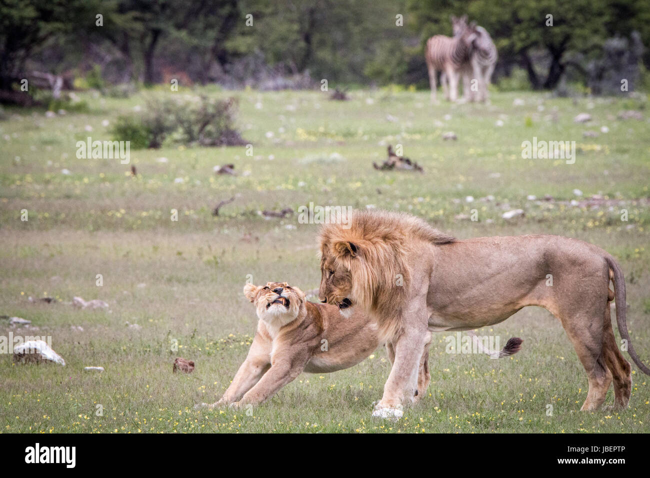 African lions mating etosha national park hi-res stock photography and ...