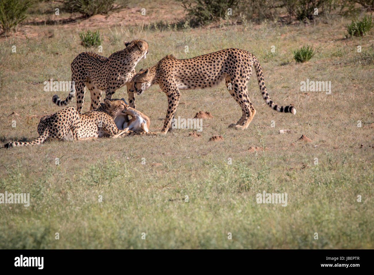 Cheetahs with a Springbok kill in the Kgalagadi Transfrontier Park ...