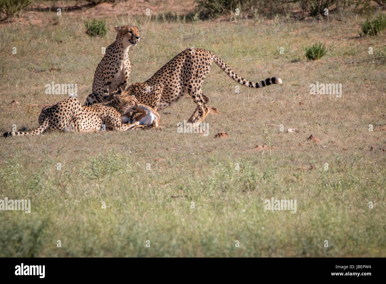 Cheetahs with a Springbok kill in the Kgalagadi Transfrontier Park ...