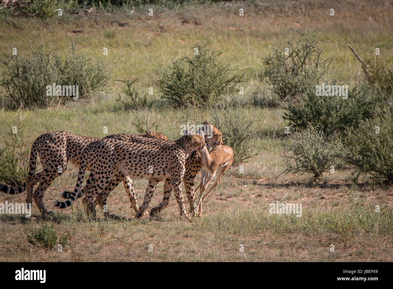 Cheetahs with a Springbok kill in the Kgalagadi Transfrontier Park ...