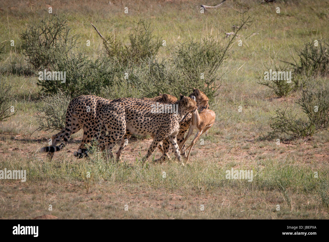 Cheetahs with a Springbok kill in the Kgalagadi Transfrontier Park ...