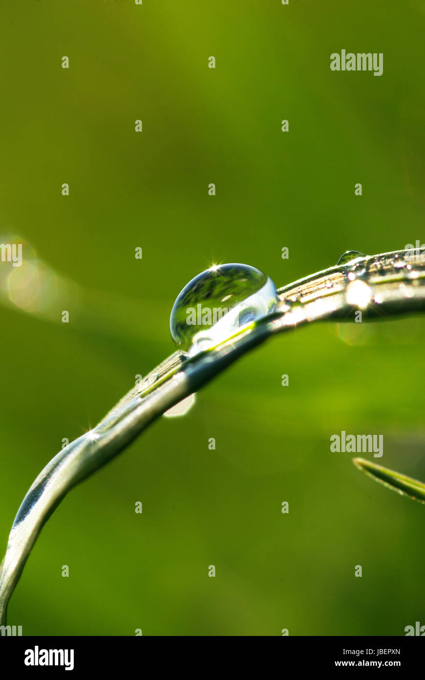 Dew drop on a blade of grass Stock Photo - Alamy
