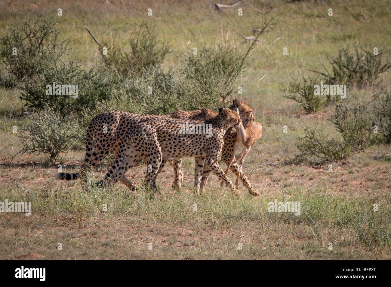 Cheetahs with a Springbok kill in the Kgalagadi Transfrontier Park ...
