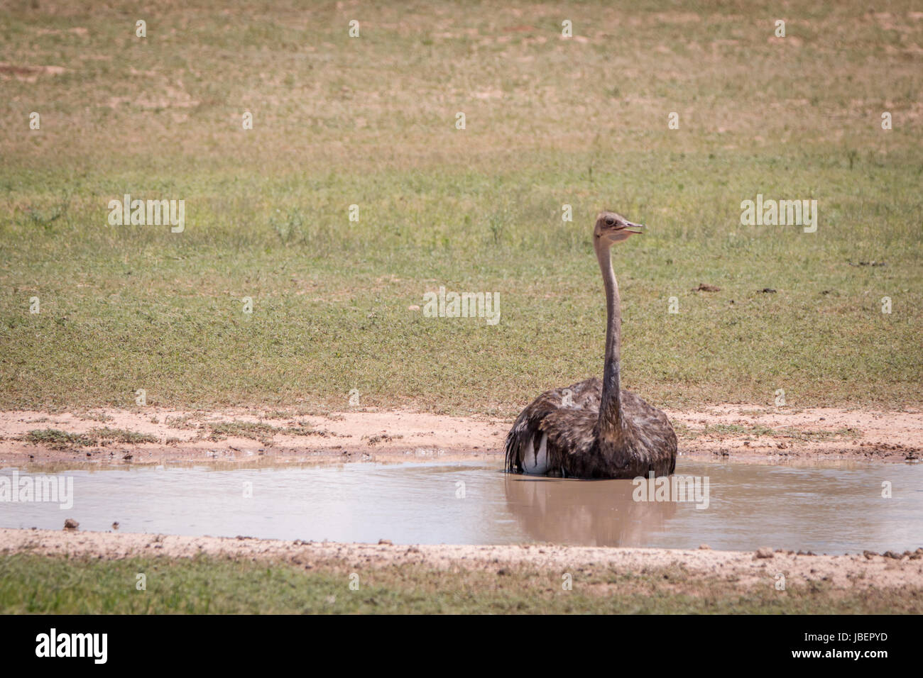 Ostrich sitting in a water pool in the Kgalagadi Transfrontier Park ...