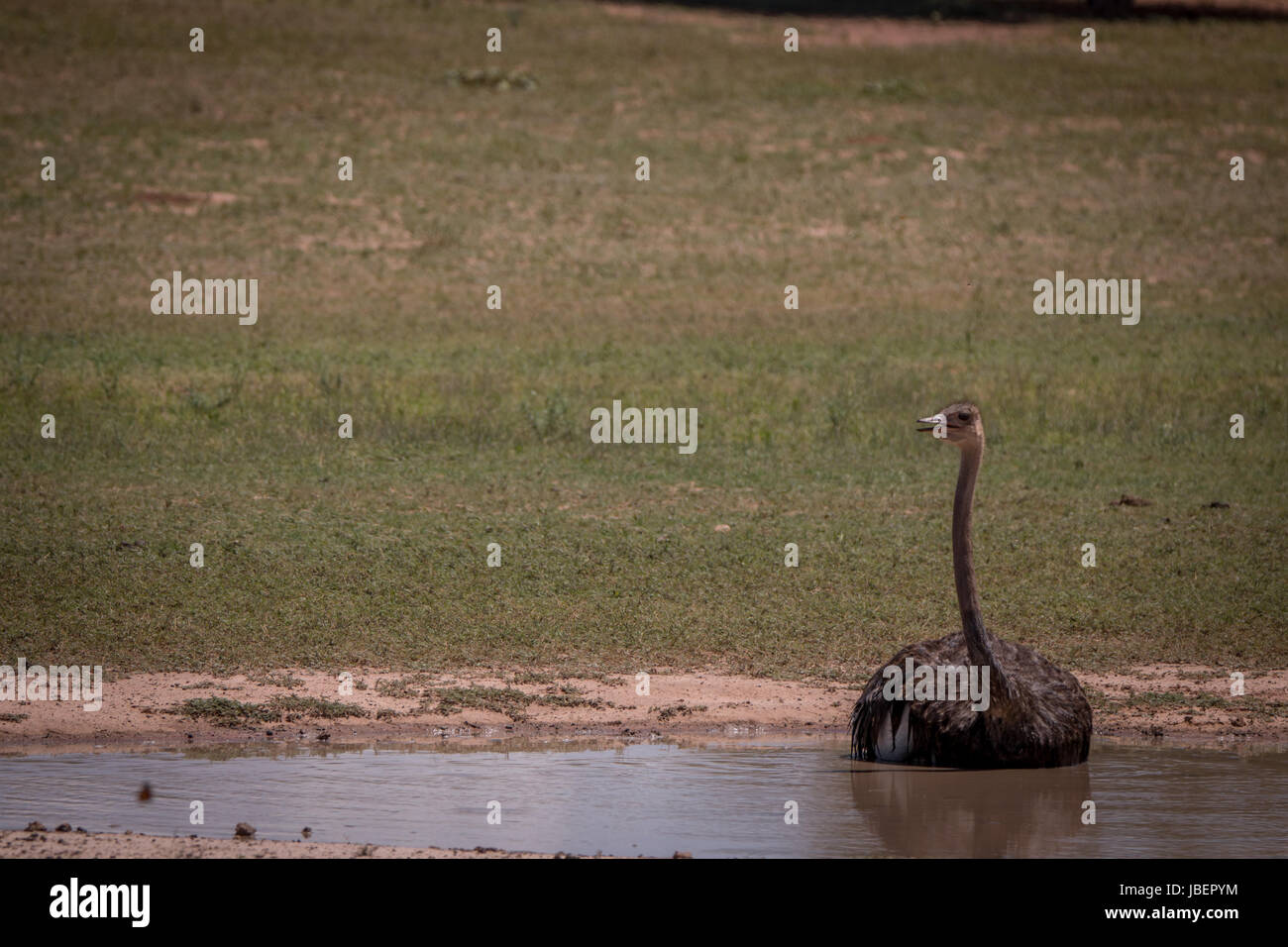 Ostrich sitting in a water pool in the Kgalagadi Transfrontier Park ...