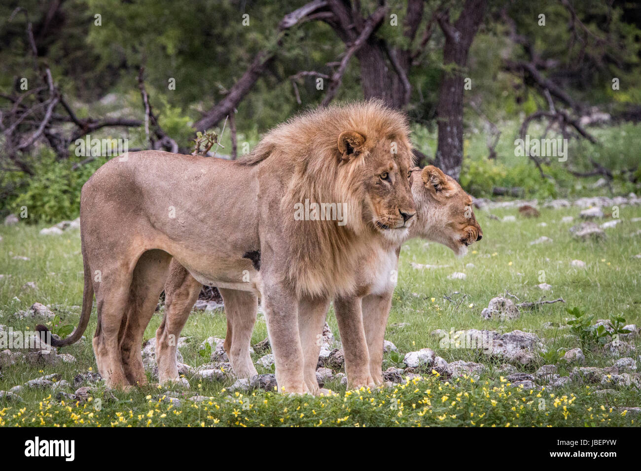 Lion mating couple standing in the grass in the Etosha National Park ...
