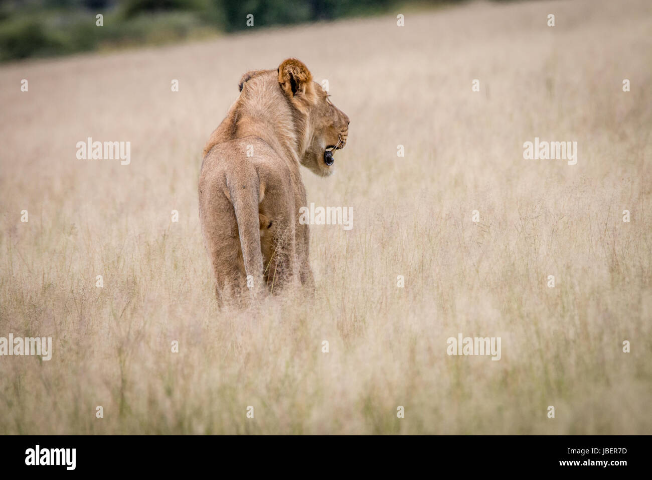 Lion standing in the high grass from behind in the Central Kalahari ...