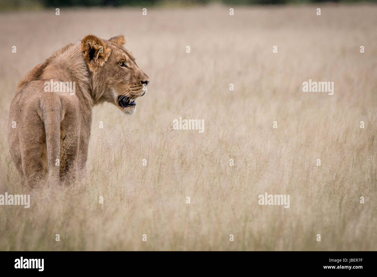 Lion standing in the high grass from behind in the Central Kalahari ...