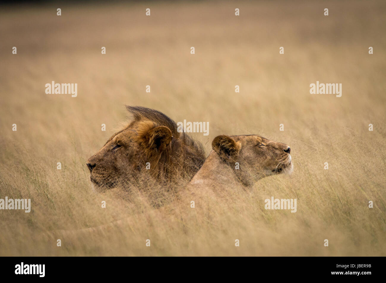 Lion mating couple laying in the high grass in the Central Kalahari ...