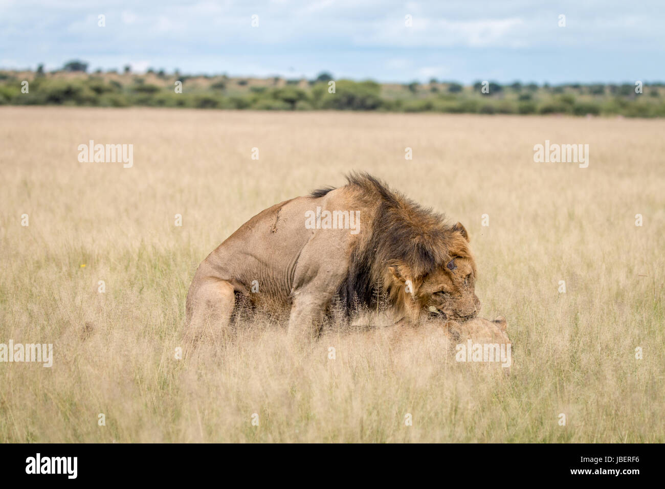 Lion couple mating in the high grass in the Central Kalahari, Botswana ...