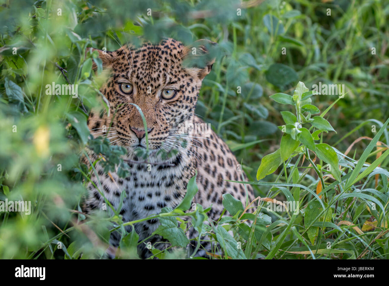 Leopard hiding in bushes in hi-res stock photography and images - Alamy