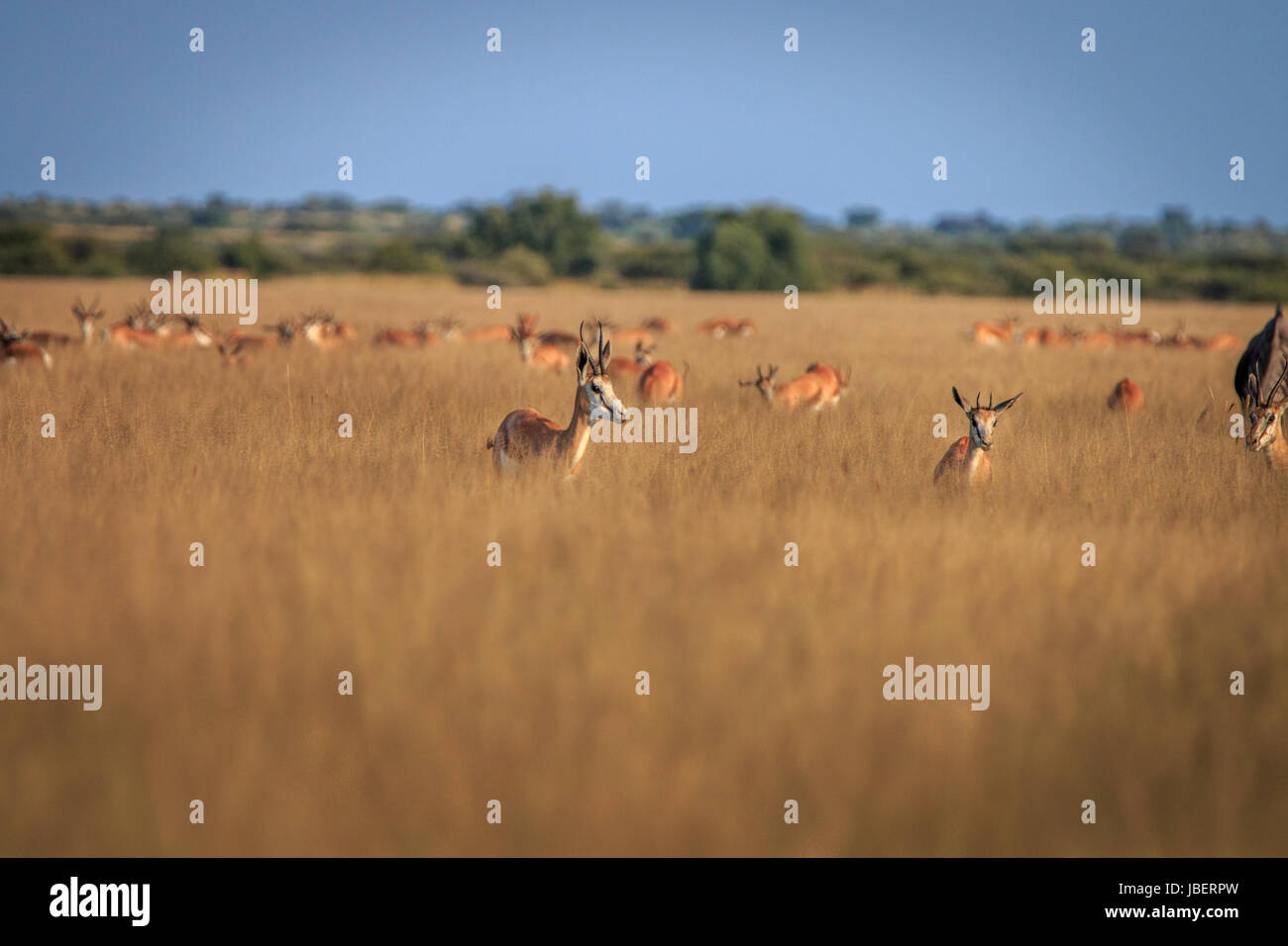 Herd springboks standing in hi-res stock photography and images - Alamy