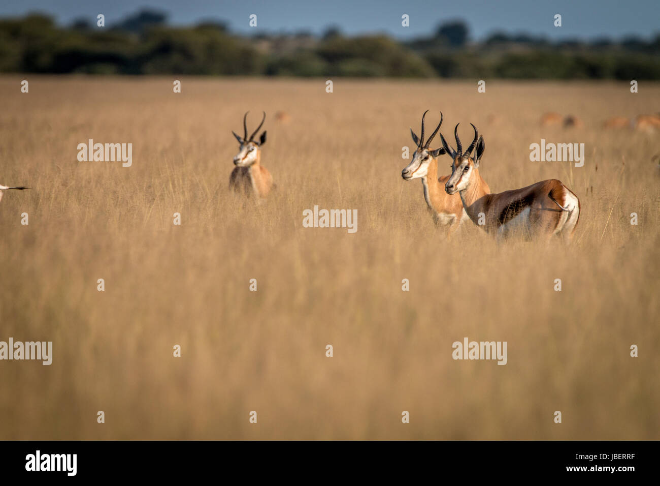 Herd of Springboks standing in the high grass in the Central Kalahari ...