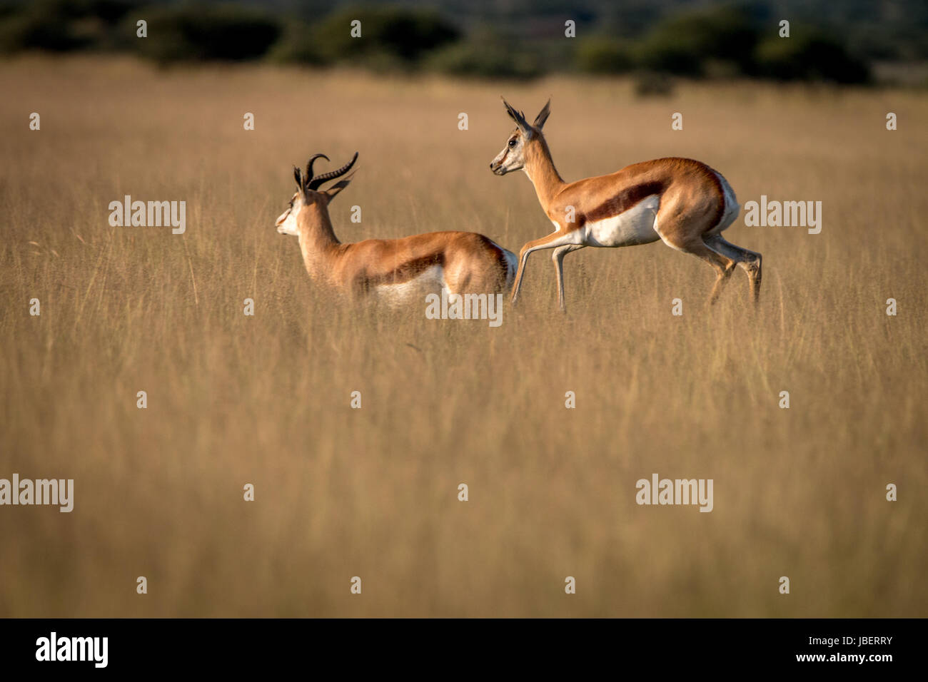 Herd of Springboks standing in the high grass in the Central Kalahari ...