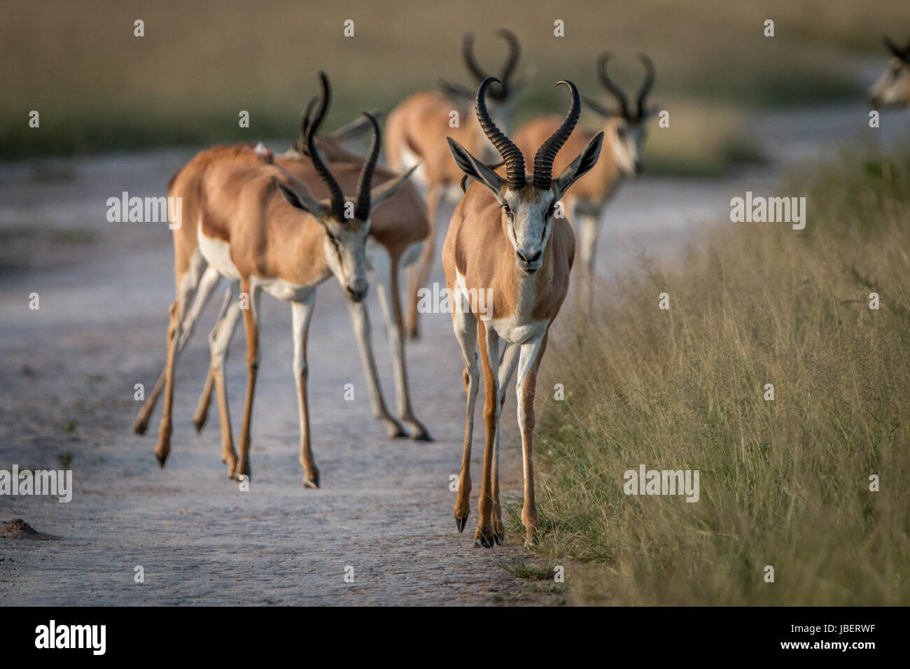 Herd springboks road hi-res stock photography and images - Alamy
