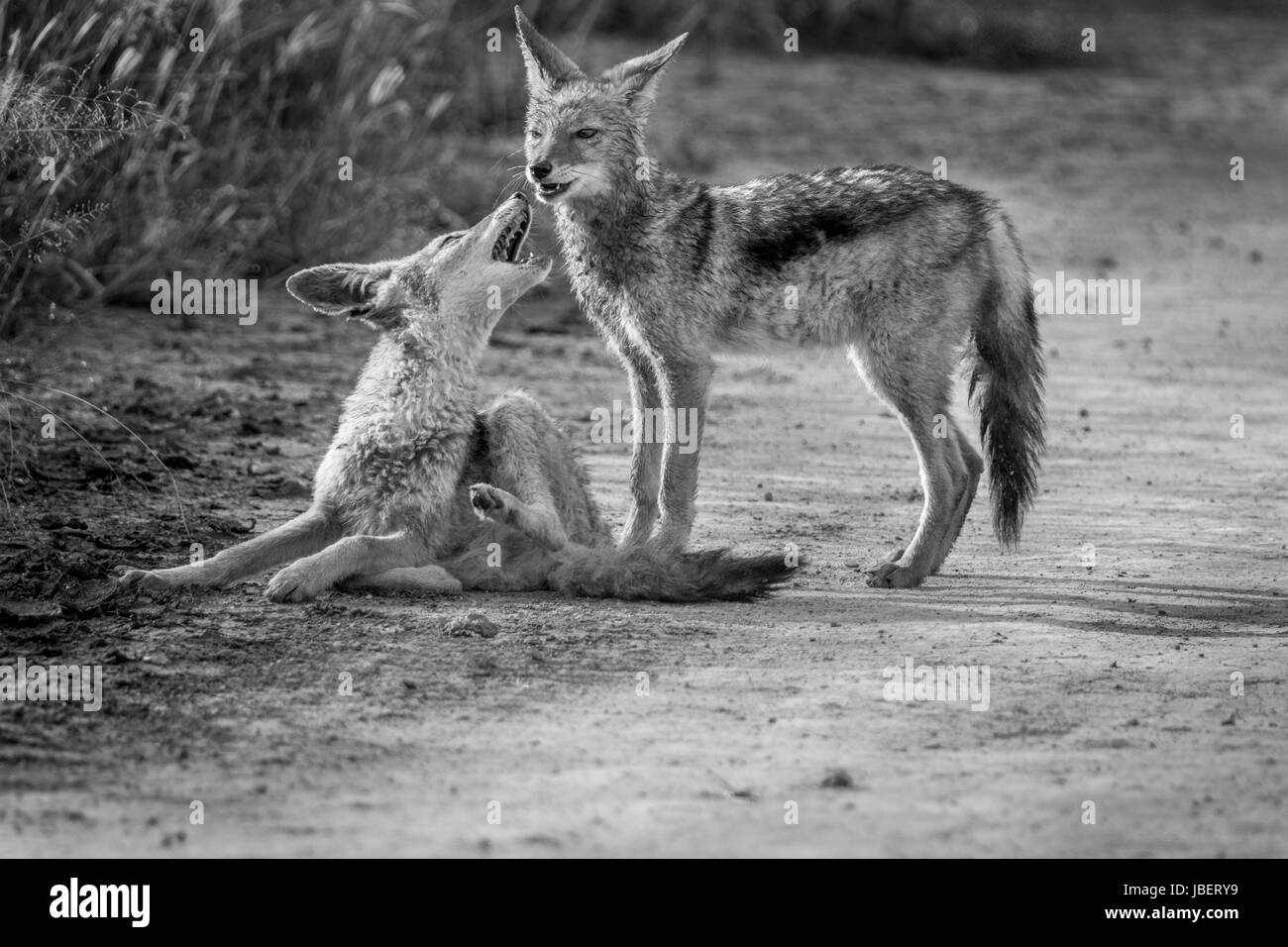 Two Black-backed jackals bonding in black and white in the Central ...