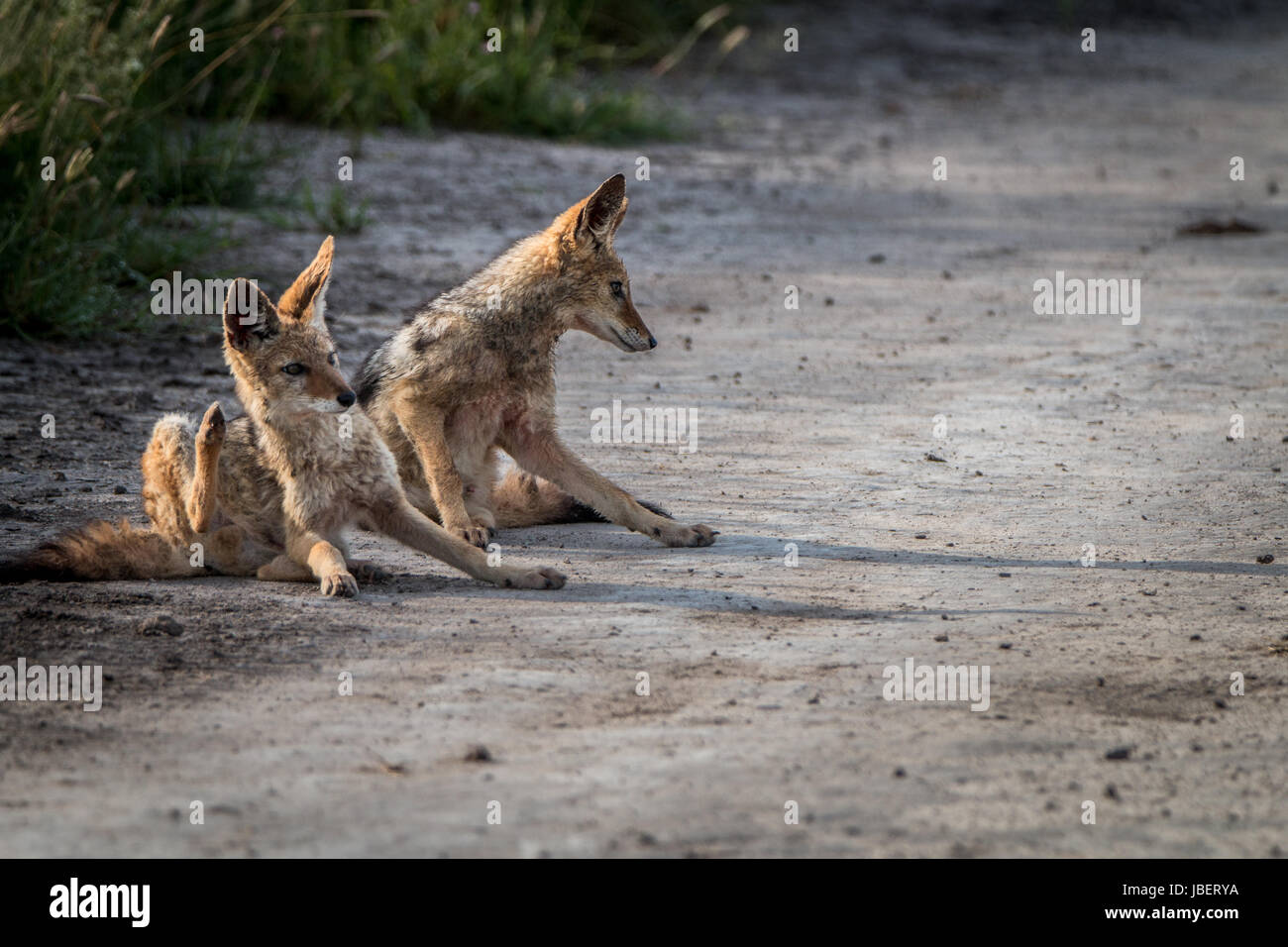 Two Black-backed jackals sitting in the sand in the Central Kalahari ...