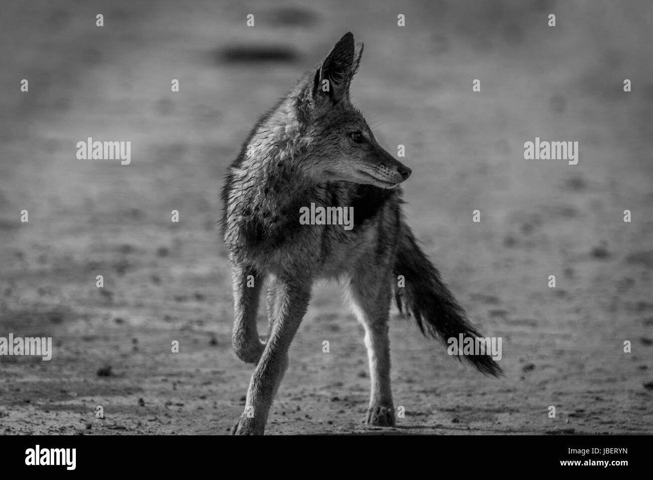Jackal Black and White Stock Photos & Images - Alamy