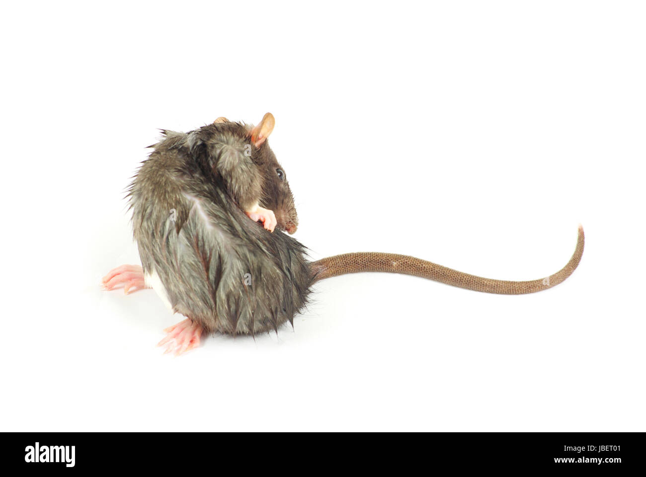 funny rat isolated on white background Stock Photo - Alamy