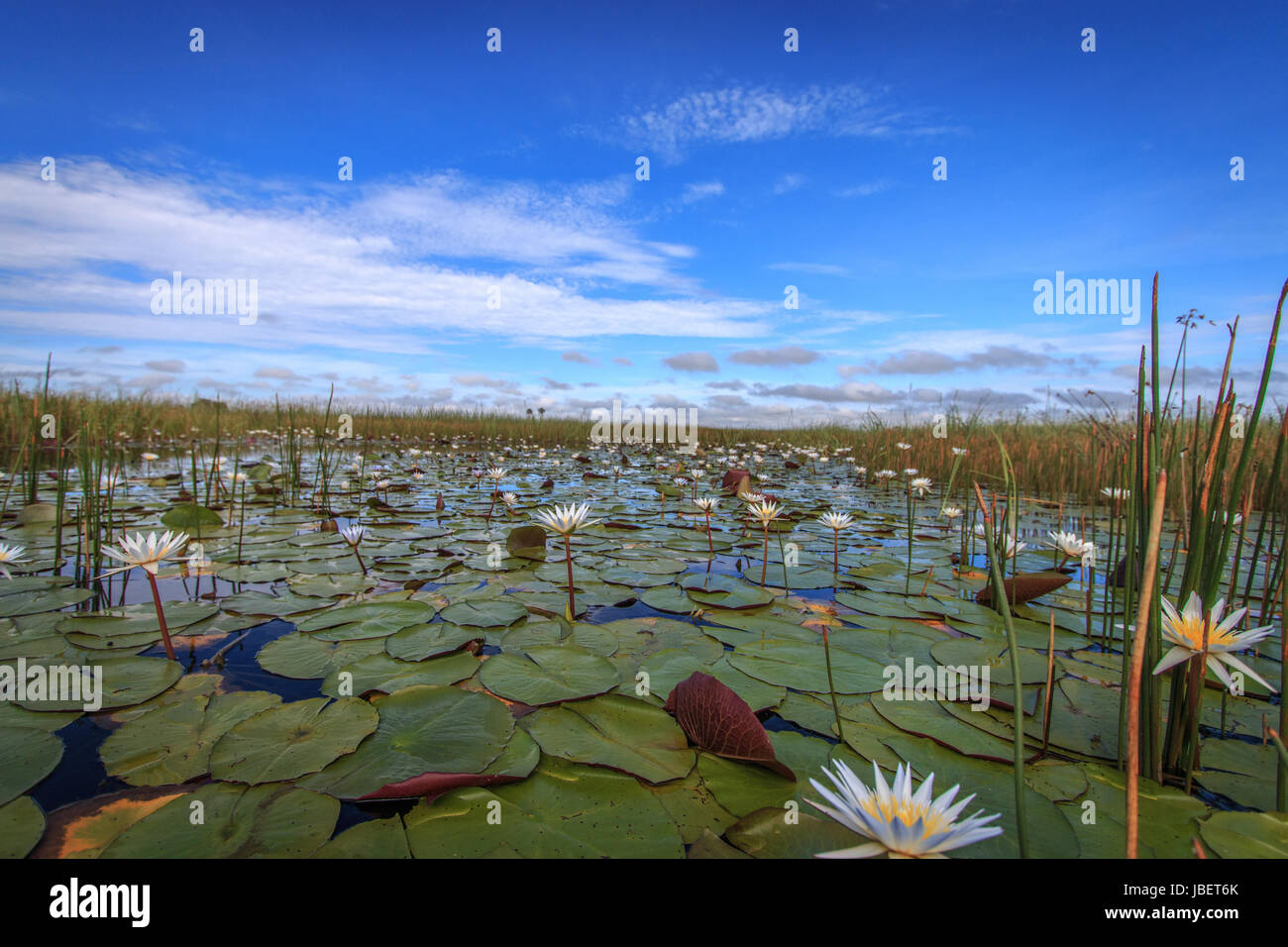 Chief’s island botswana hi-res stock photography and images - Alamy