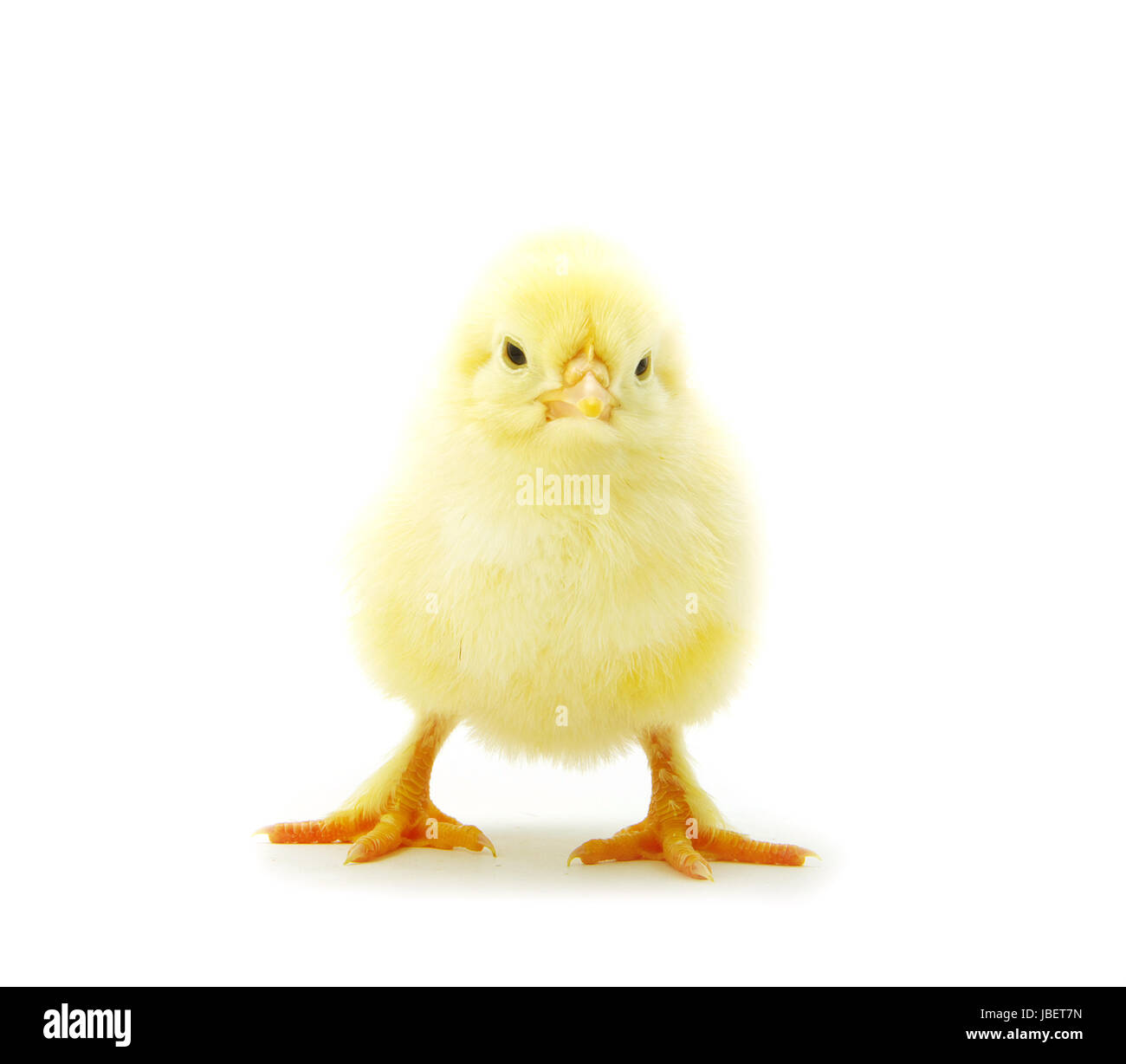 Cute little baby chicken isolated on white background Stock Photo - Alamy