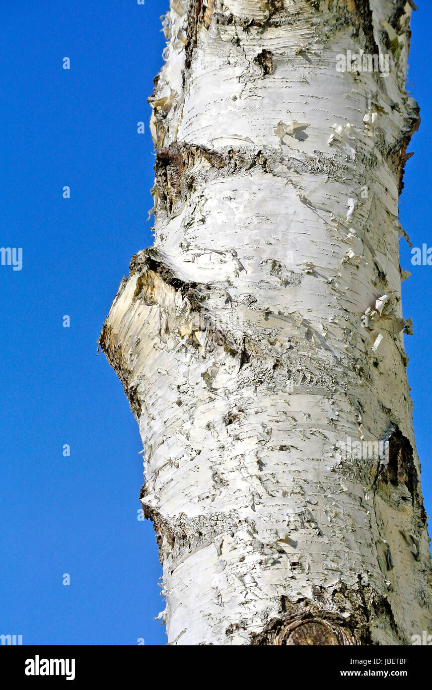 Rinde einer Birke Stock Photo - Alamy