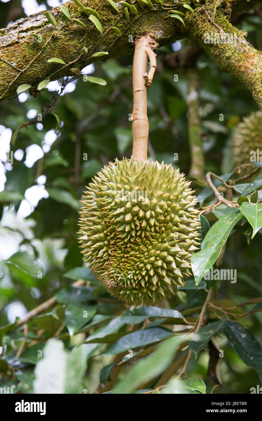 Fresh durian in the orchard Stock Photo - Alamy