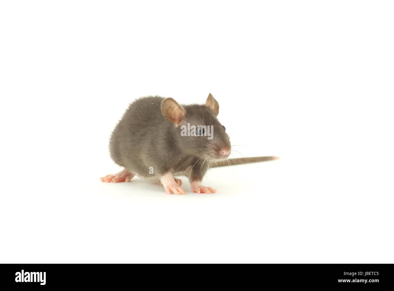 funny rat isolated on white background Stock Photo - Alamy