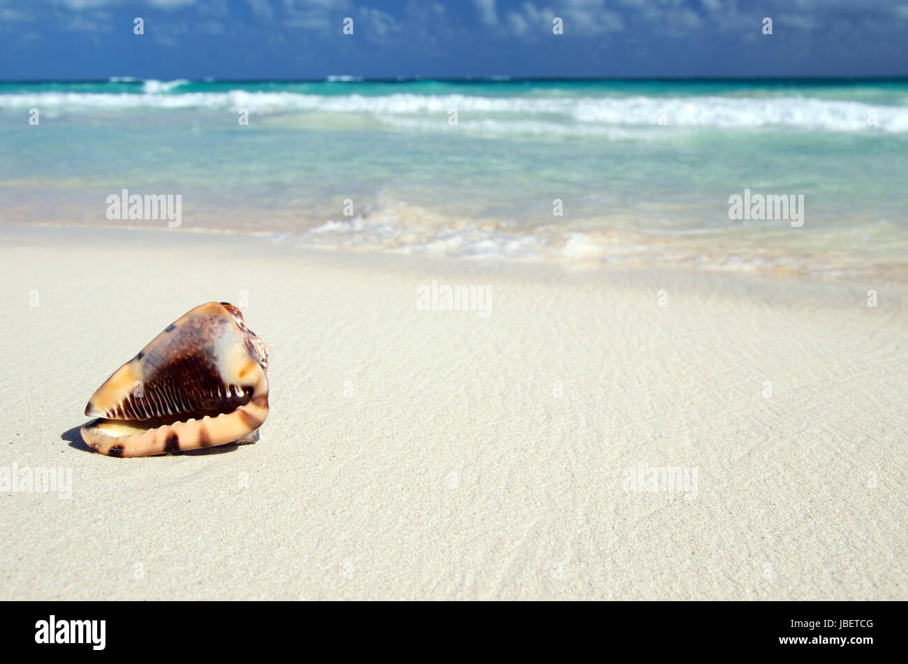 Seashell on the caribbean beach Stock Photo - Alamy