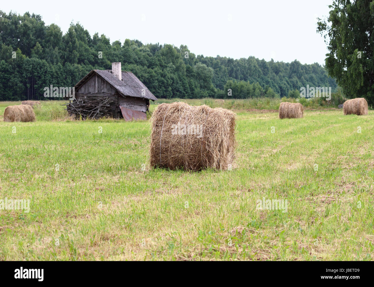 Field with rolls of hay on summer day Stock Photo - Alamy