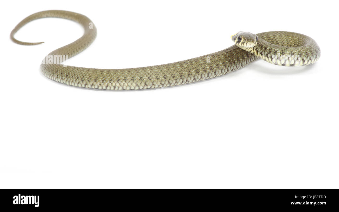 snake isolated on white background Stock Photo - Alamy