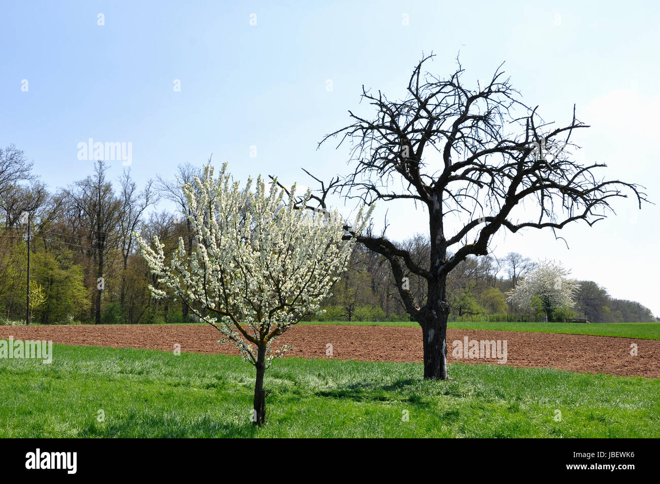Steuobstwiese hi-res stock photography and images - Alamy