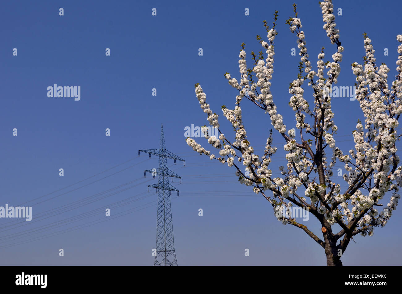 flowering tree in front of power line pole Stock Photo - Alamy